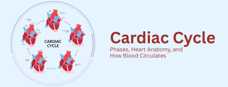 Cardiac Cycle: Phases, Heart Anatomy, and How Blood Circulates