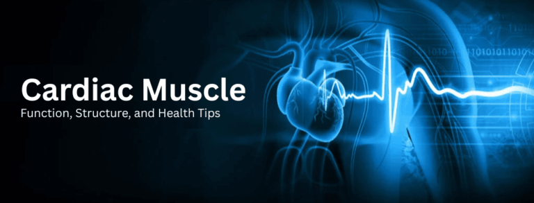 Cardiac Muscle: Function, Structure, and Health Tips