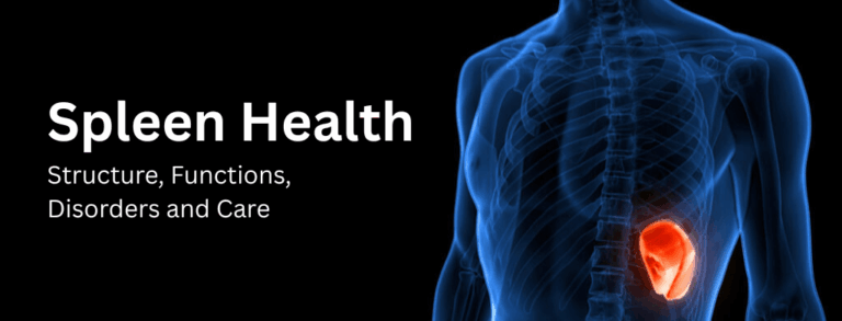 Spleen Health: Structure, Functions, Disorders, and Care
