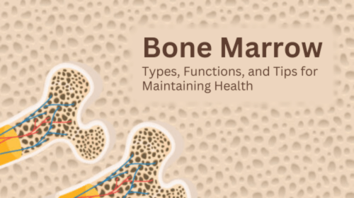 Bone Marrow: Types, Functions, and Tips for Maintaining Health